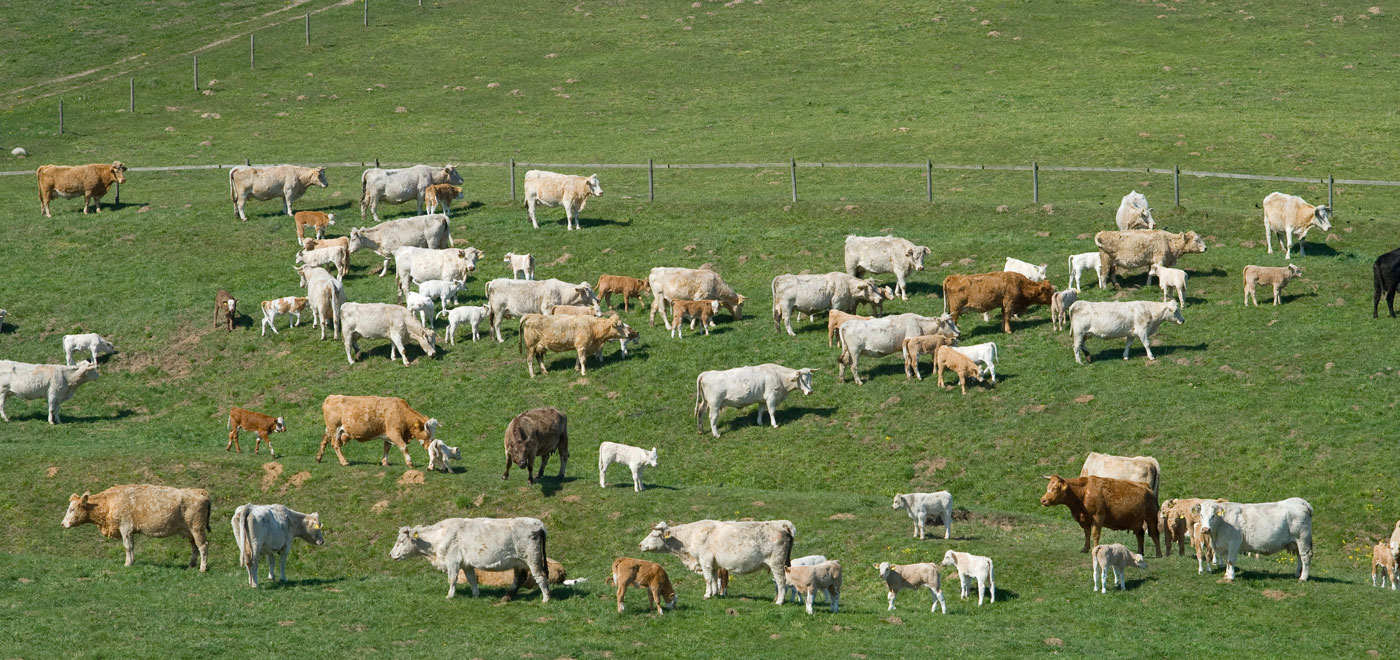 TMPMéxico | Bovinos libre pastoreo