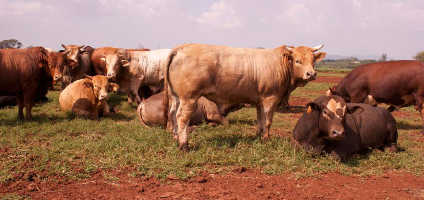 TMPMéxico | Protein Enhancer®