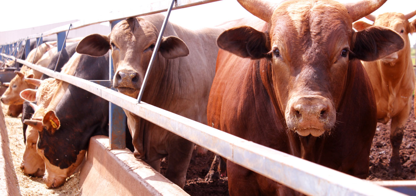 TMPMéxico | Protein Enhancer®