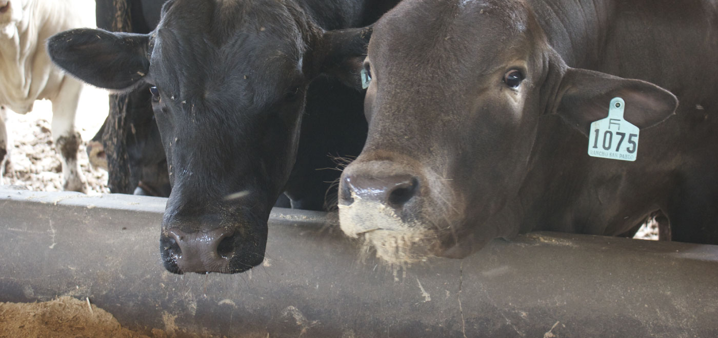 TMPMéxico | Protein Enhancer®